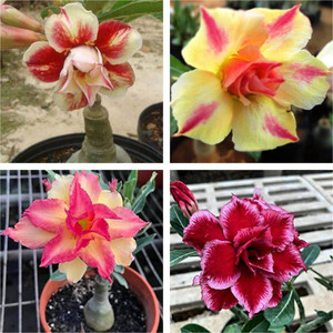 Cloud Farm Adenium Plant Price in India - Buy Cloud Farm Adenium Plant ...
