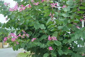 Gardeners Choice Kanchana Plant Price in India - Buy Gardeners Choice ...