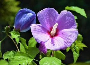 ujan Hibiscus Plant Price in India - Buy ujan Hibiscus Plant online at ...