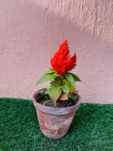 Hari Potter Coleus Plant Price in India - Buy Hari Potter Coleus Plant ...