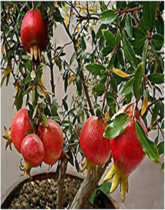 Fulmala Nursery Pomegranate Plant Price in India - Buy Fulmala Nursery ...
