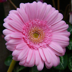 GERBERA Gerbera Plant Price in India - Buy GERBERA Gerbera Plant online ...