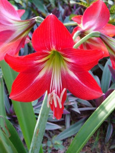 ARYAN EVERGREEN Lily Plant Price in India - Buy ARYAN EVERGREEN Lily ...