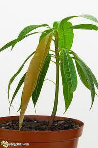 YADRA Mango Plant Price in India - Buy YADRA Mango Plant online at ...