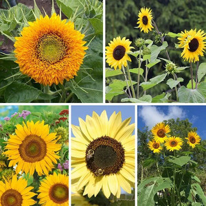 Ritz Nursary Sunflower Plant Price in India - Buy Ritz Nursary ...