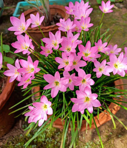 rani lily Lily Plant Price in India - Buy rani lily Lily Plant online ...