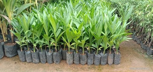 The Entacloo Betel Nut/Supari Plant Price in India - Buy The Entacloo ...
