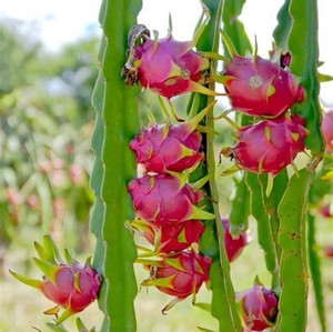 Vamsha Dragon Tree Price in India - Buy Vamsha Dragon Tree online at ...