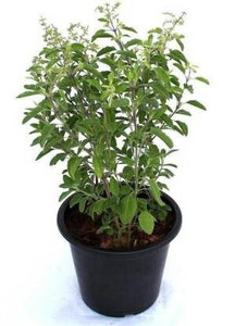 KOSMOSGREEN Tulsi Plant Price in India - Buy KOSMOSGREEN Tulsi Plant ...