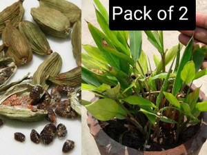 Cloud Farm Elaichi/Cardamom Plant Price in India - Buy Cloud Farm ...