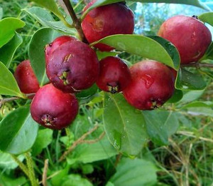 Cloud Farm Guava Plant Price in India - Buy Cloud Farm Guava Plant ...