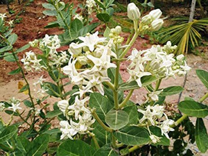 Cloud Farm Safed Aak Plant Price in India - Buy Cloud Farm Safed Aak ...