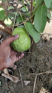 Cloud Farm Guava Plant Price in India - Buy Cloud Farm Guava Plant ...