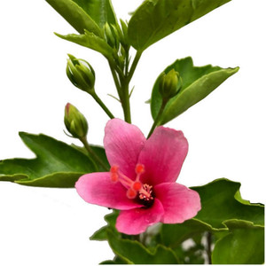 SENECIO® Hibiscus Gudhal Flower Plant Price in India - Buy SENECIO ...