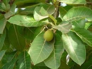 Aesthetics Conscious Maha Vilvam Plant Price in India - Buy Aesthetics ...