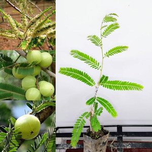 Cloud Farm Amla Plant Price in India - Buy Cloud Farm Amla Plant online ...