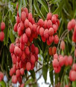 Fulmala Nursery Litchi Plant Price in India - Buy Fulmala Nursery ...