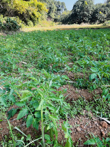 Hari Potter Tamatar, cherry tomato Seed Price in India - Buy Hari ...