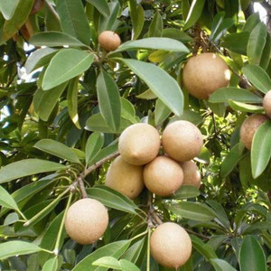 GreenyOn Chiku Plant Price in India - Buy GreenyOn Chiku Plant online ...