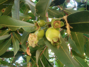 Greenery Nursery Jamun Plant Price in India - Buy Greenery Nursery ...