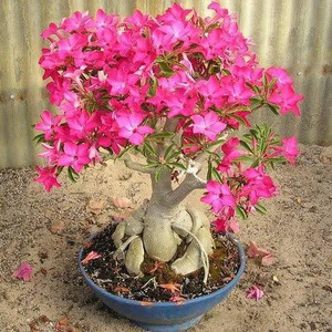 Fulmala Nursery Adenium Plant Price in India - Buy Fulmala Nursery ...