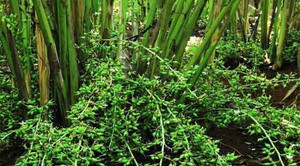 Cloud Farm Elaichi/Cardamom Plant Price in India - Buy Cloud Farm ...