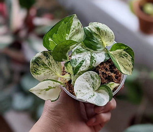 Cloud Farm Pothos Plant Price in India - Buy Cloud Farm Pothos Plant ...