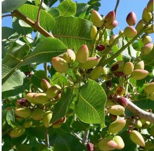 V K Global Pistachio Plant Price in India - Buy V K Global Pistachio ...