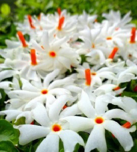 Green view Night Bloom Jasmine Plant Price in India - Buy Green view ...