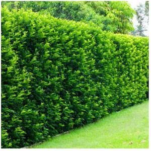 NurseryNature Inermi Plant Price in India - Buy NurseryNature Inermi ...