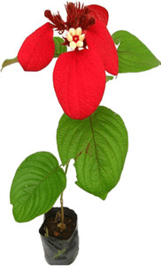 SENECIO® Mussaenda Plant Price in India - Buy SENECIO® Mussaenda Plant ...