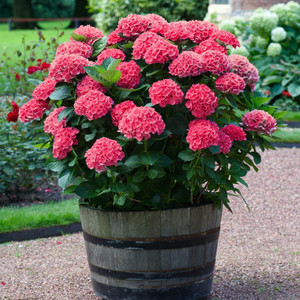 Cloud Farm Hydrangea Plant Price in India - Buy Cloud Farm Hydrangea ...
