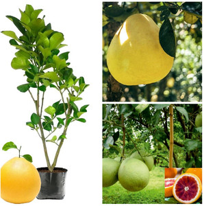 Cloud Farm Pomelo Plant Price in India - Buy Cloud Farm Pomelo Plant ...
