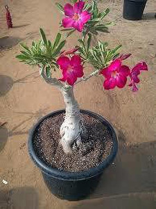 Fulmala Nursery Adenium Plant Price in India - Buy Fulmala Nursery ...