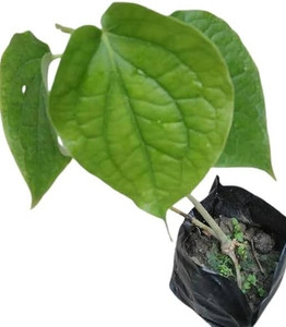 Skrhuvoy Piper Peperomia Plant Price in India - Buy Skrhuvoy Piper ...