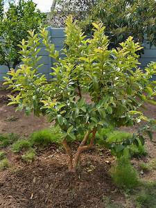 BALA PLANT CREATION Guava Plant Price in India - Buy BALA PLANT ...