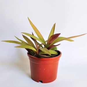 DECOREEN Rhoeo Golden Plant Price in India - Buy DECOREEN Rhoeo Golden ...