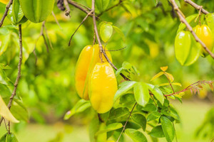 Mohomaya Star Fruit Carambola Grafted Plant Price in India - Buy ...
