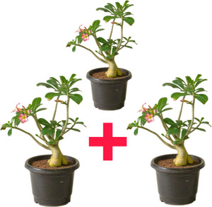 SPYPL Adenium Plant Price in India - Buy SPYPL Adenium Plant online at ...