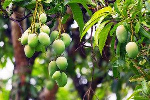 KRISHNA Mango Plant Price in India - Buy KRISHNA Mango Plant online at ...