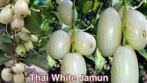 Heaven Of Saplings Jamun Plant Price in India - Buy Heaven Of Saplings ...