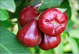 Mohomaya Jamun Plant Price in India - Buy Mohomaya Jamun Plant online ...