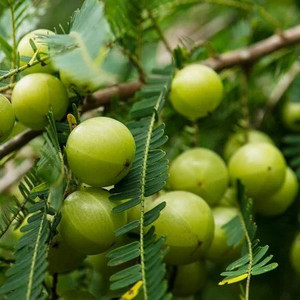 Cloud Farm Amla Plant Price in India - Buy Cloud Farm Amla Plant online ...