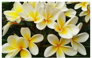 Treeicks Golden Champa Plant Price in India - Buy Treeicks Golden ...