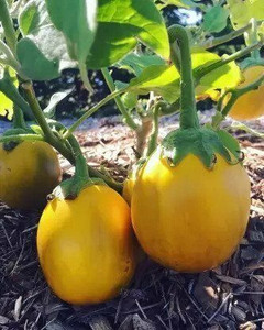 PetalPath Brinjal Price in India - Buy PetalPath Brinjal online at ...