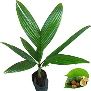 Cloud Farm Betel Nut/Supari Plant Price in India - Buy Cloud Farm Betel ...