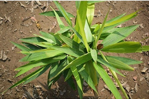 Cloud Farm Elaichi/Cardamom Plant Price in India - Buy Cloud Farm ...