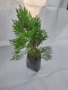 MAATARA Platycladus/Morpankhi Plant Price in India - Buy MAATARA ...