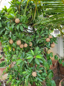 Cloud Farm Chiku Plant Price in India - Buy Cloud Farm Chiku Plant ...