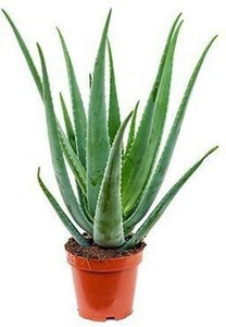 Cloud Farm Aloe Vera Plant Price in India - Buy Cloud Farm Aloe Vera ...